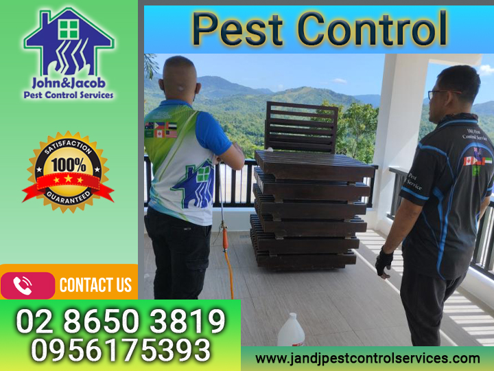 Why Pest Control Is Essential for Your Family's & Business Safety in QC ...